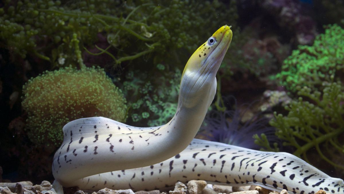 Which Fish Can Generate Electricity?