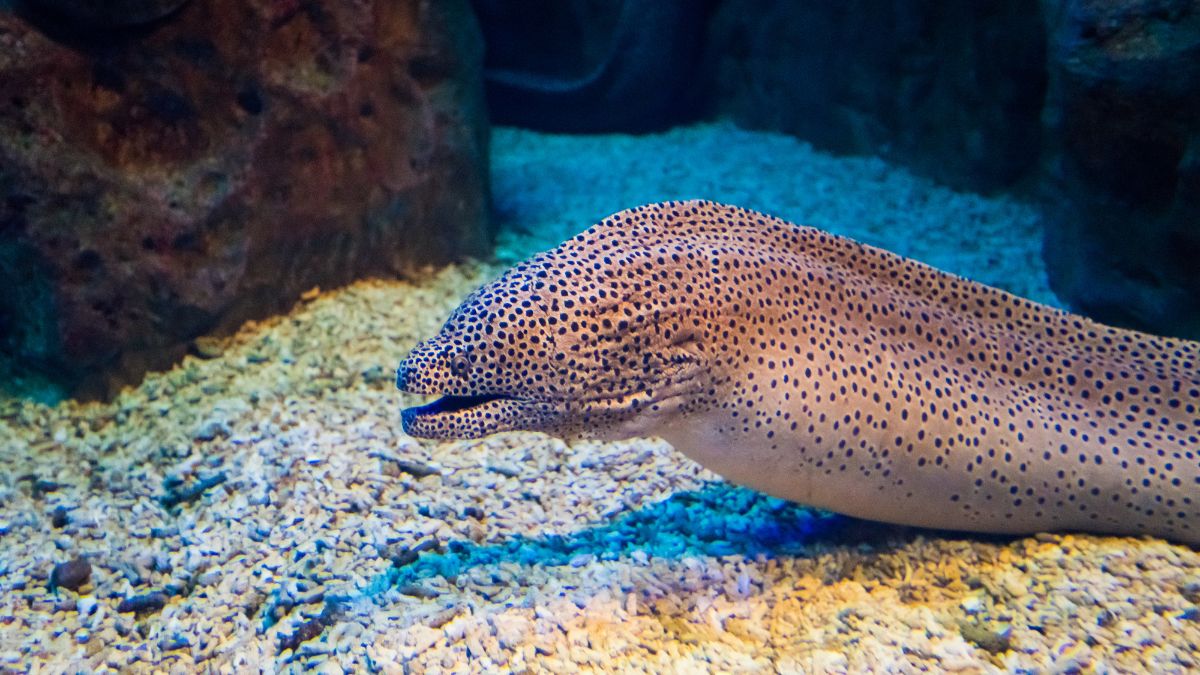 Which Fish Can Generate Electricity?