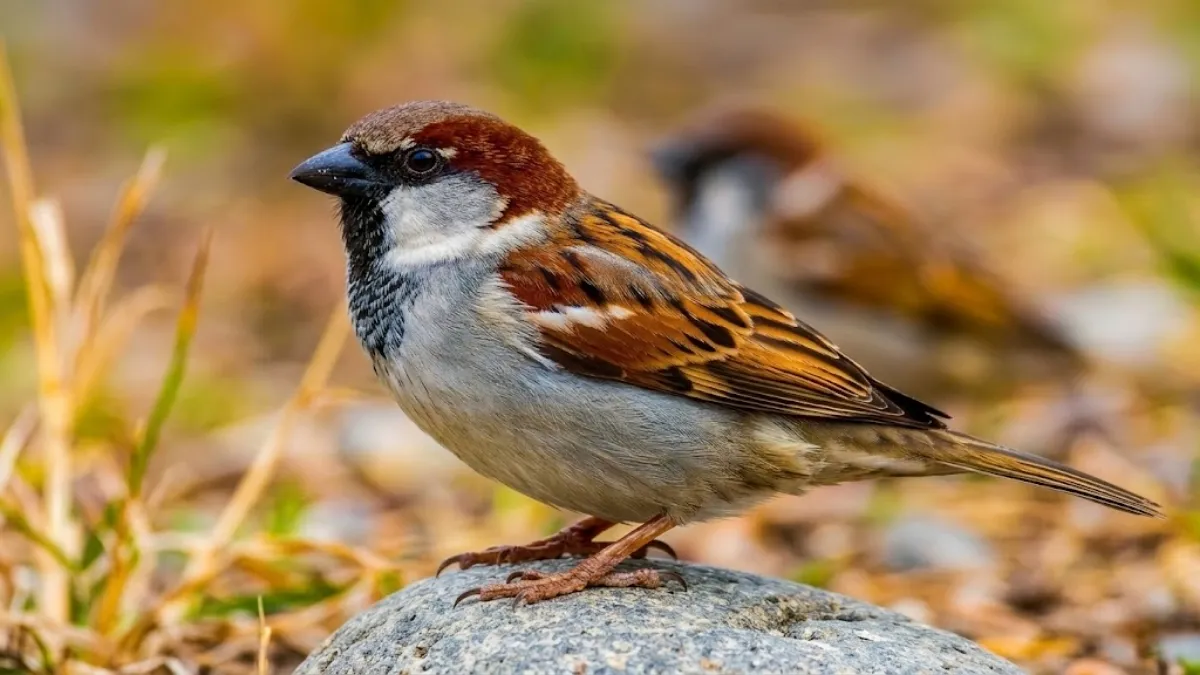 World Sparrow Day 2026: Date, Theme, History, Significance, Facts & More