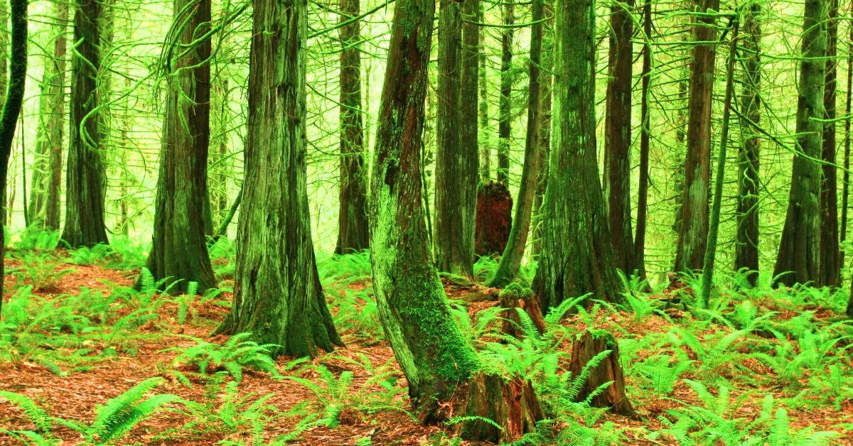 List of 10 Oldest Forests in the World