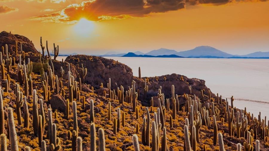 Spot the Hidden Deer in the Cacti Field of Landscape Optical Illusion