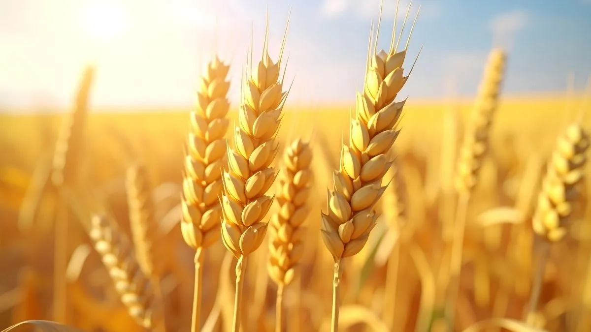 What is the Scientific Name of Wheat?