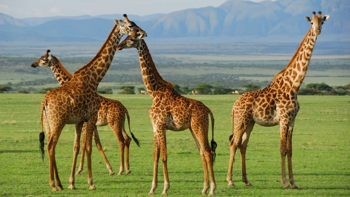 What is a Group of Giraffes Called?
