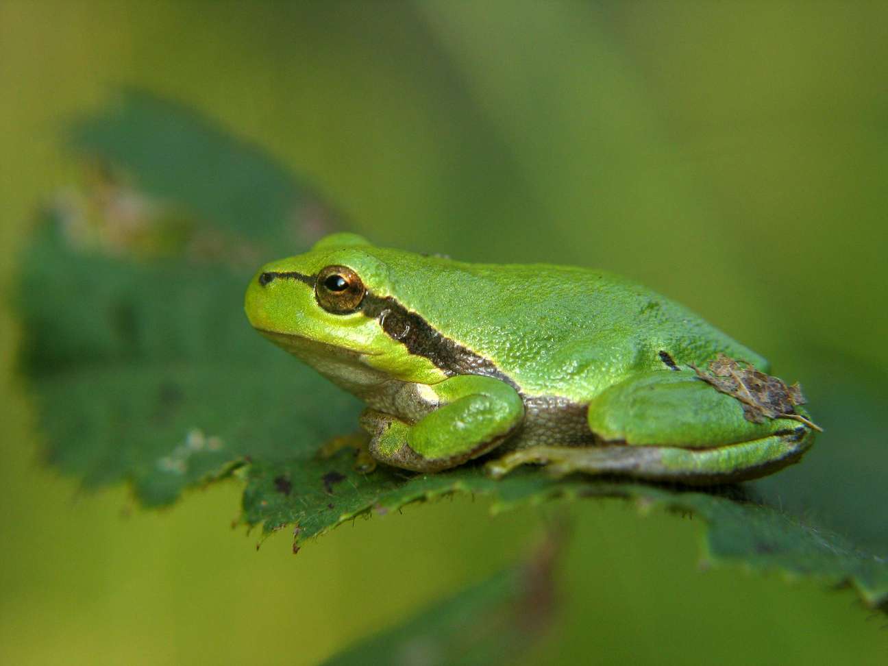 Frog vs Toad: Key Differences & Similarities Explained