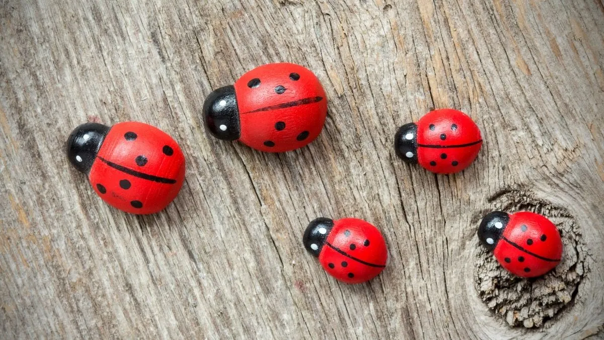 What is a Group of Ladybugs Called?