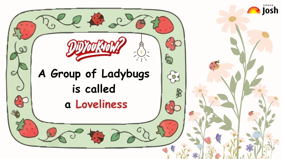What is a Group of Ladybugs Called?