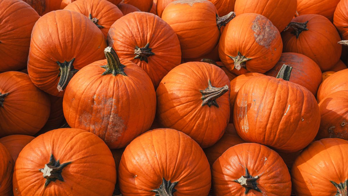 Which State is the Largest Producer of Pumpkin in India?