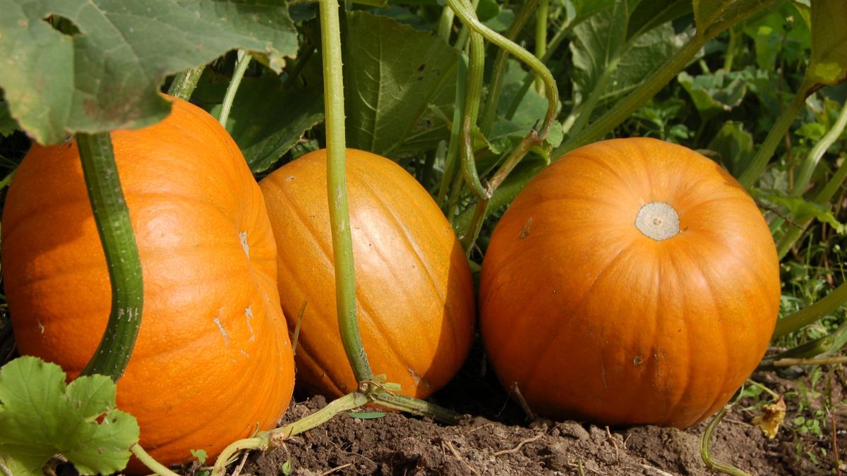 Which State is the Largest Producer of Pumpkin in India?