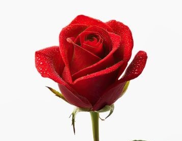 Personality Test: Pick a Flower to Reveal Your Attachment Style
