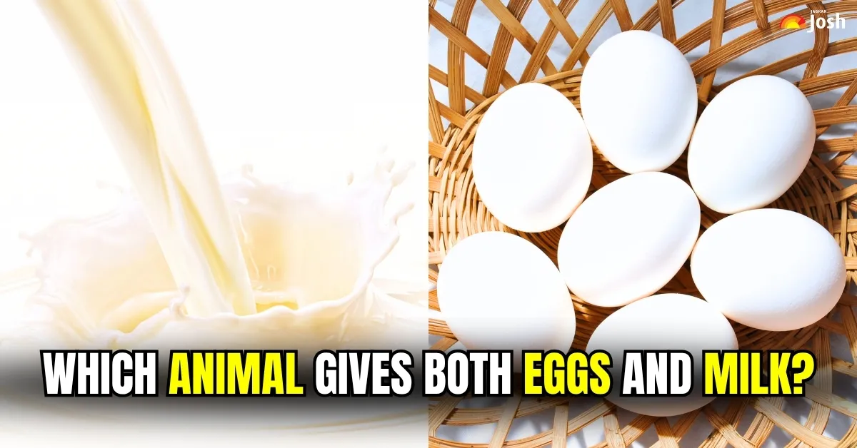 Which Animal Gives Both Milk And Eggs?