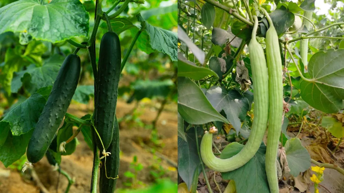 Kheera vs Kakdi: Key Differences
