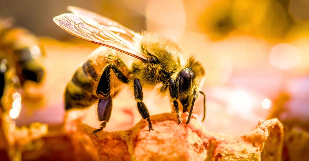 Which Honeybee Produces The Most Honey In The World?