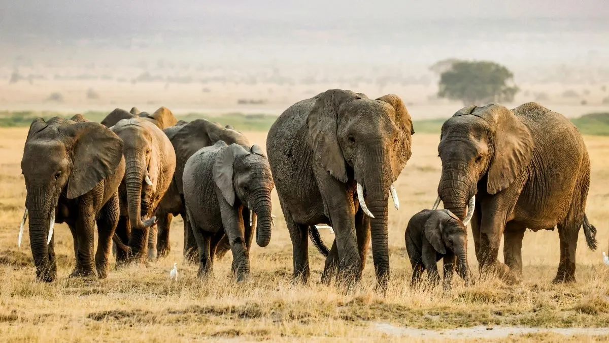 What is a Group of Elephants Called?
