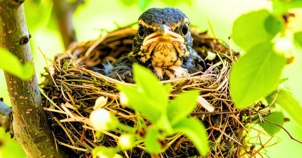 List of 10 Birds That Do Not Make Their Own Nests