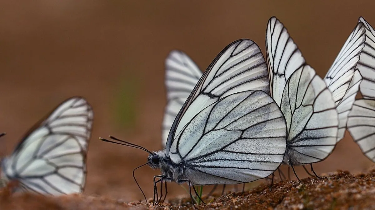 What is a Group of Butterflies Called?