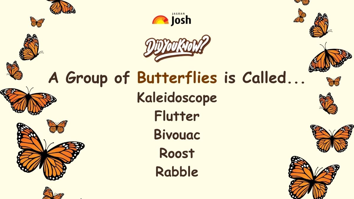 What is a Group of Butterflies Called?