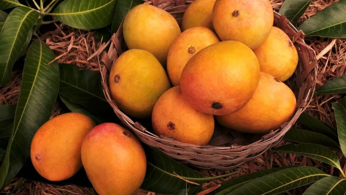 Which City Is Famous for Alphonso Mangoes?