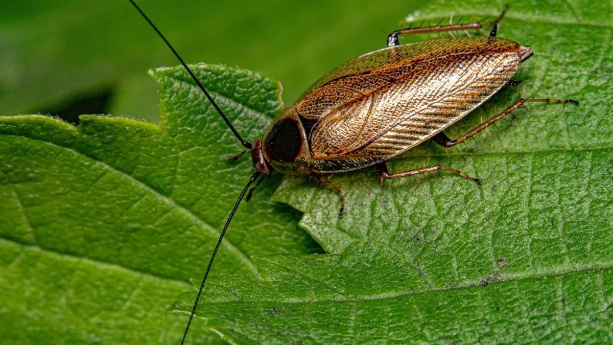 What is a Cockroach called in Hindi?