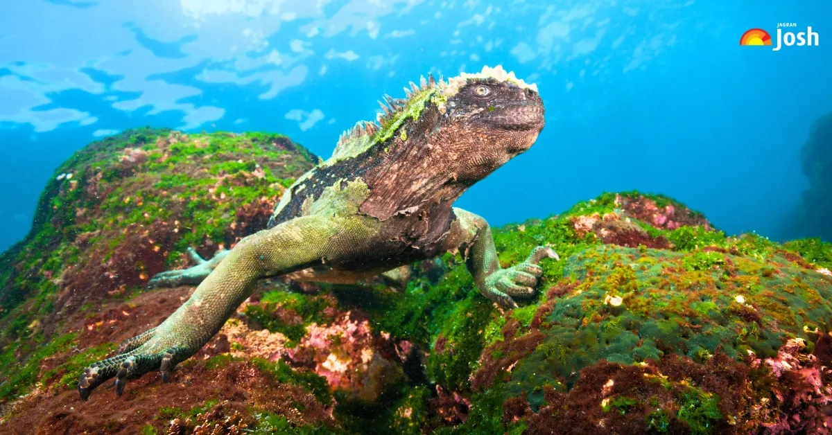 Which Is The Only Lizard In The World That Lives In The Ocean?