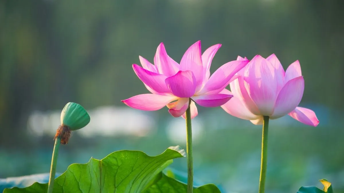 What is the Scientific Name of Lotus?