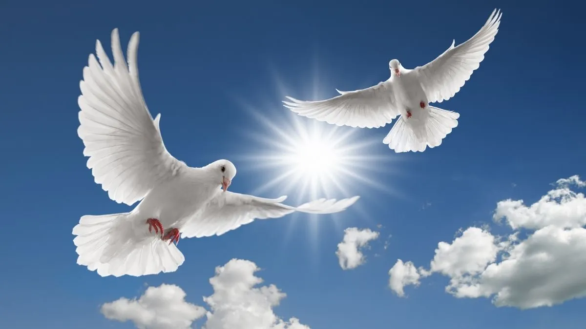 What is a Group of Doves Called?
