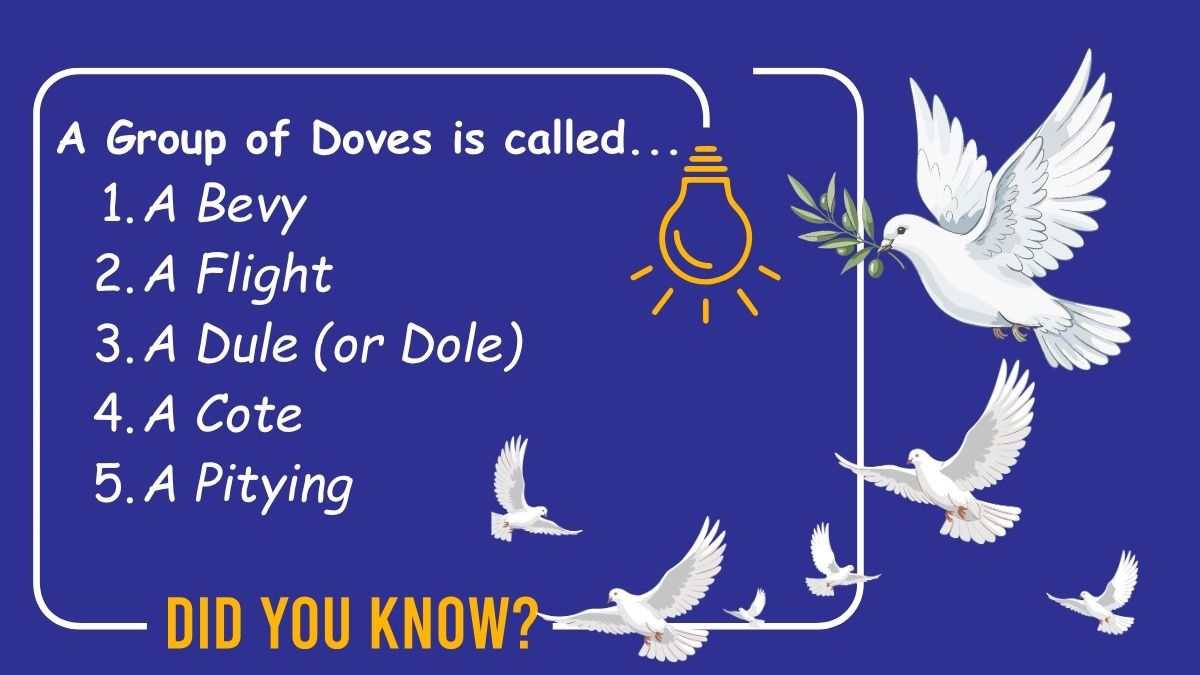 What is a Group of Doves Called?