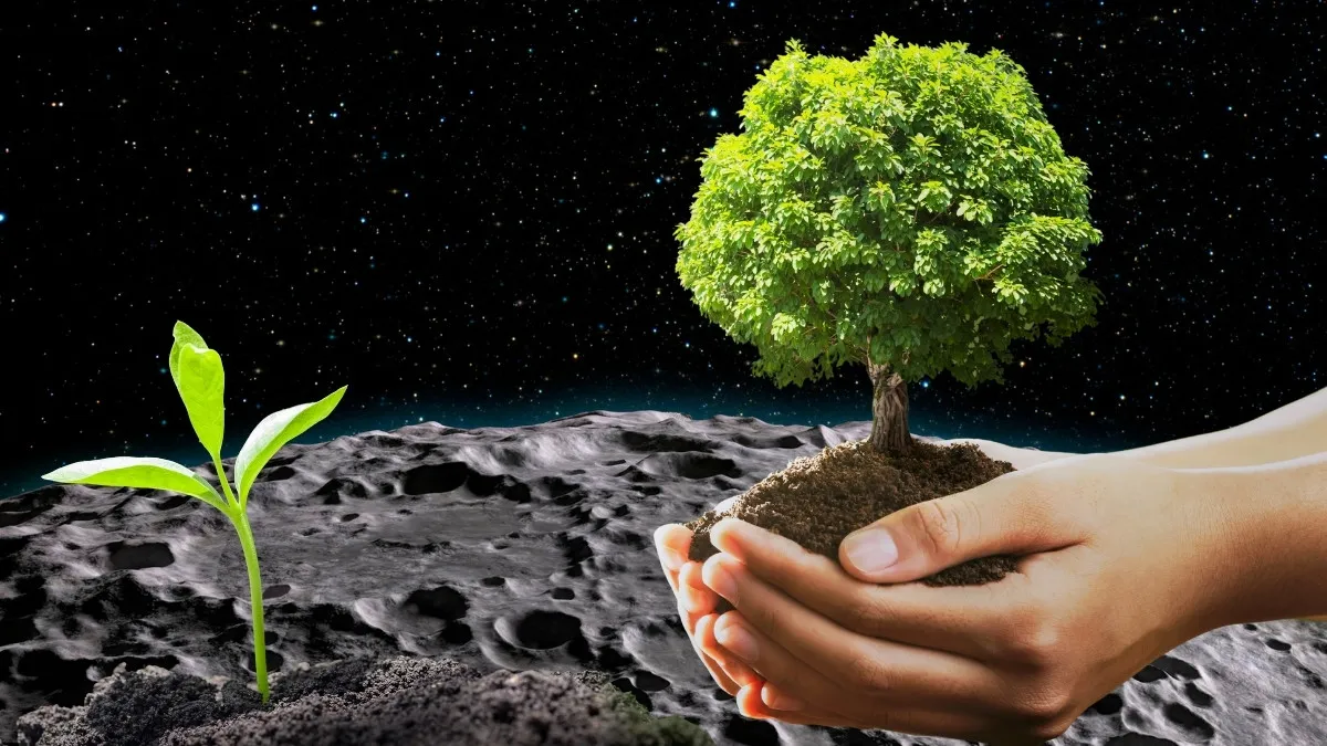 What Are Moon Trees? Meet the Trees Grown from Seeds That Orbited the Moon