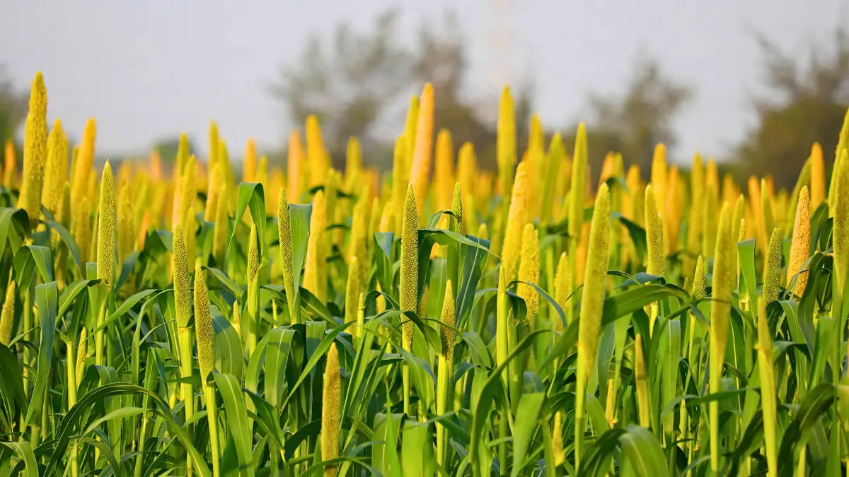 What Is Bajra Called in English?