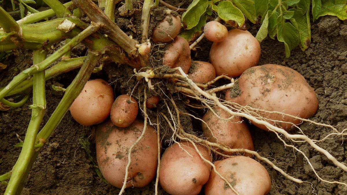 Which City Is Called the Potato Capital of India?