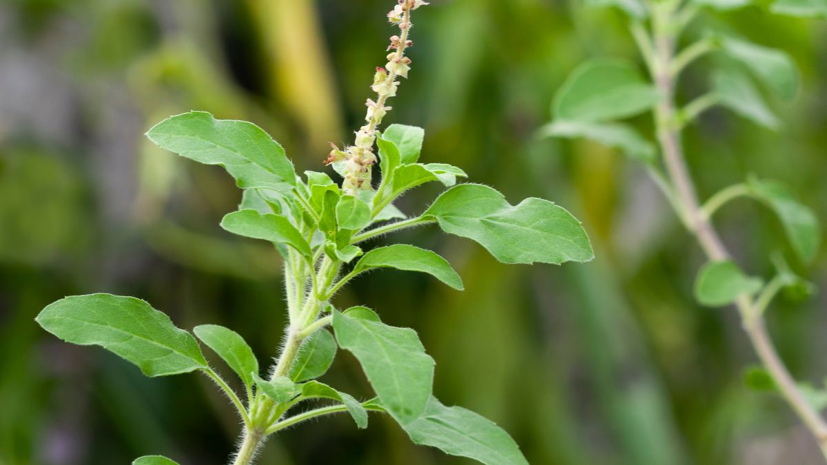 What Is Tulsi Called in English?