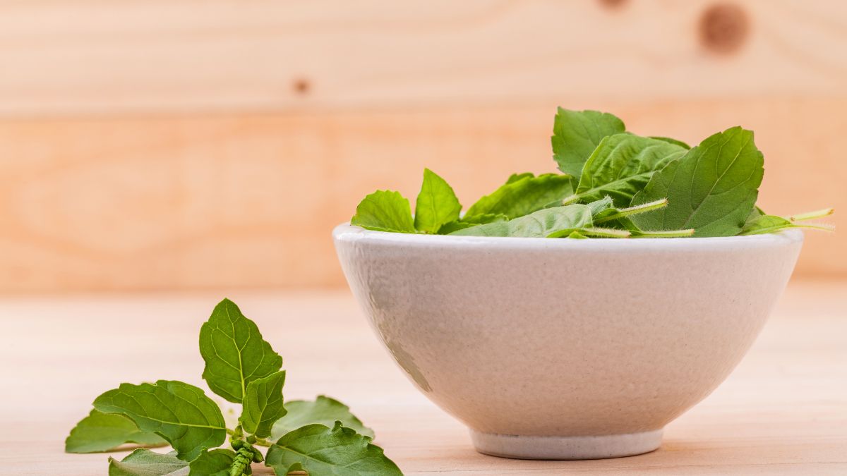 What Is Tulsi Called in English?