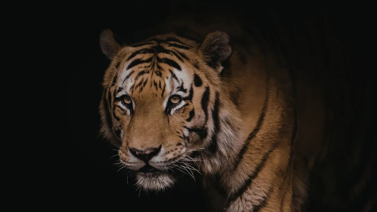 Tiger Reserves in India: State-Wise List and Importance