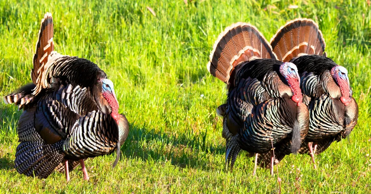 Which Is The Only Bird Named After A Country?