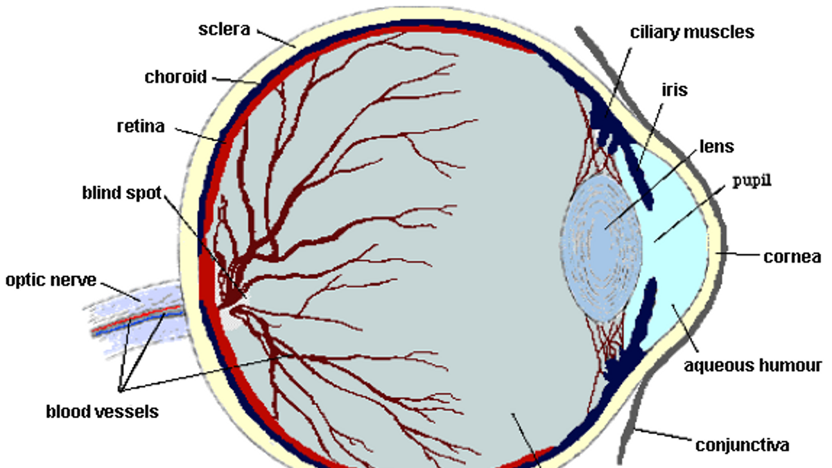 GK Questions And Answers On Human Eye GK Questions And Answers On Human Eye