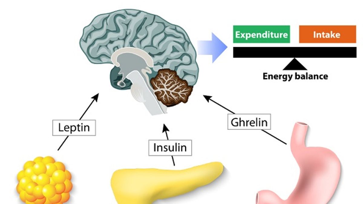 List Of Hormones And Their Functions