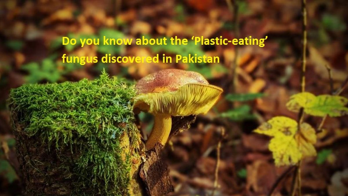 Do you know about the ‘Plastic-eating’ fungus discovered in Pakistan?