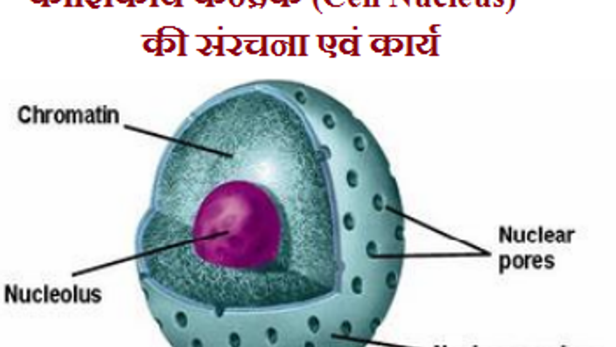 Cell Nucleus Structure And Function