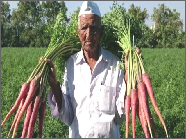 Biofortified carrot developed by Farmer scientist