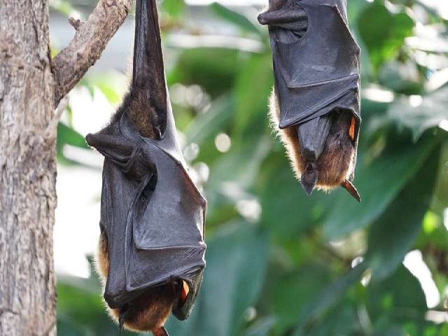 Coronavirus in Indian Bats: ICMR study found Coronavirus in two species ...
