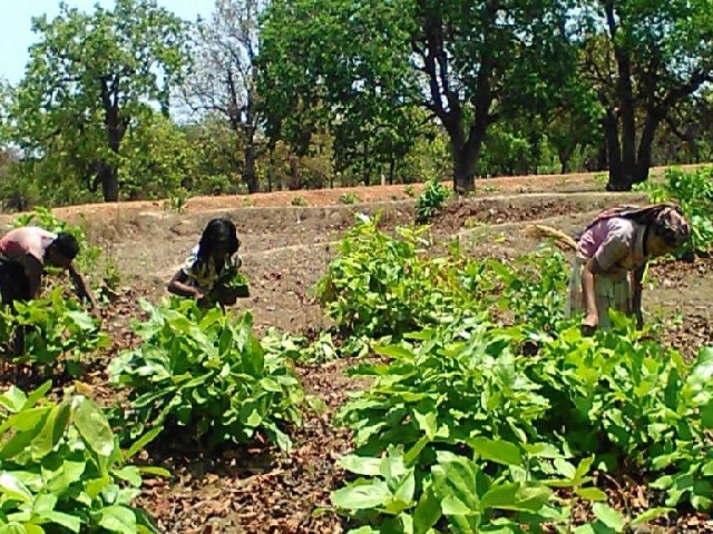 Procurement of Minor Forest Produces boost tribal economy