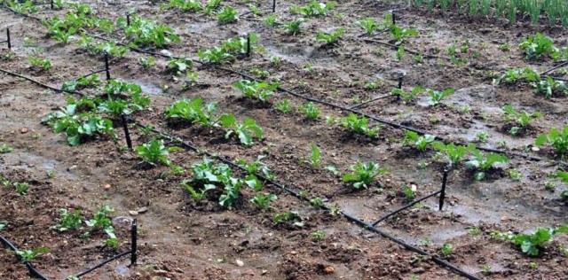 Haryana government implements project to promote micro-irrigation