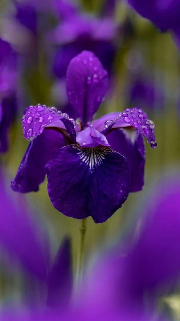 France National Flower And Bird What Is The National Flower Of France?