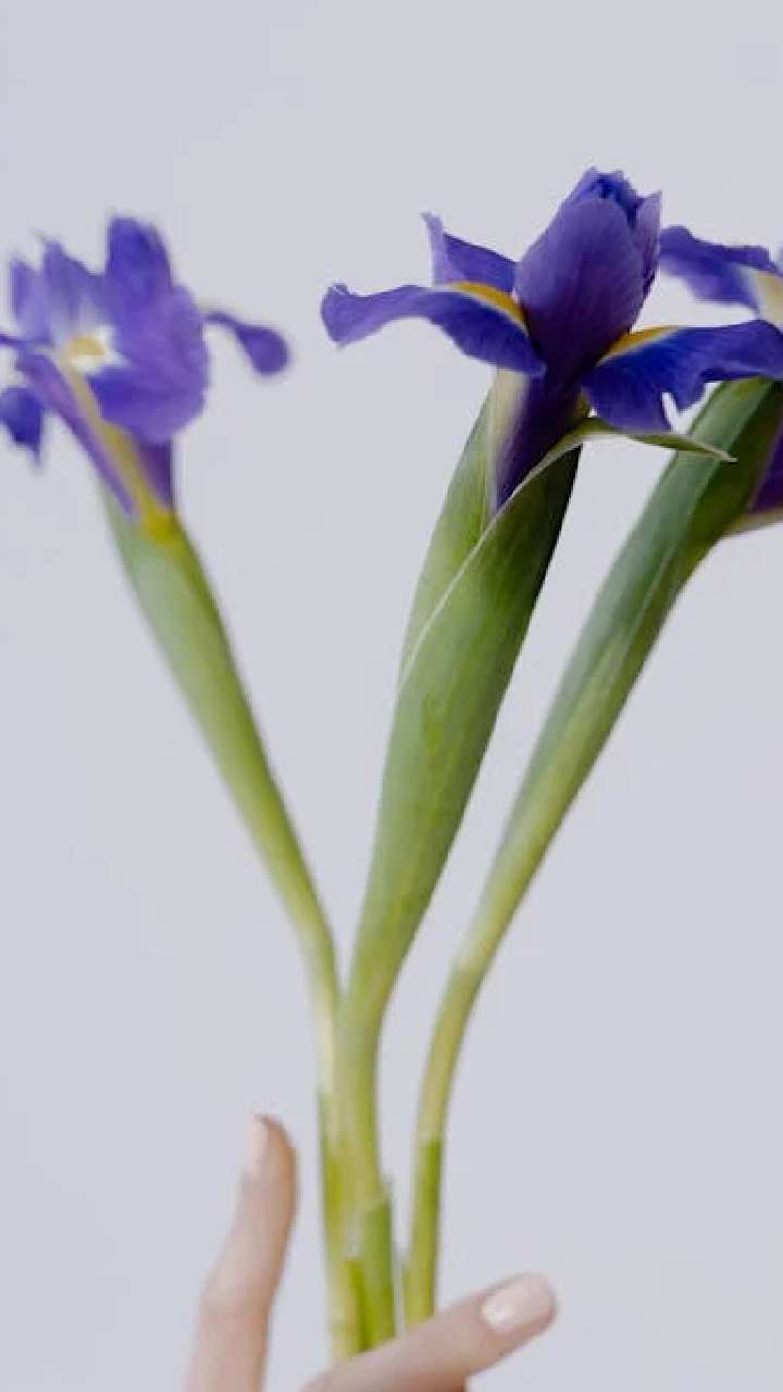 France National Flower And Bird What Is The National Flower Of France?
