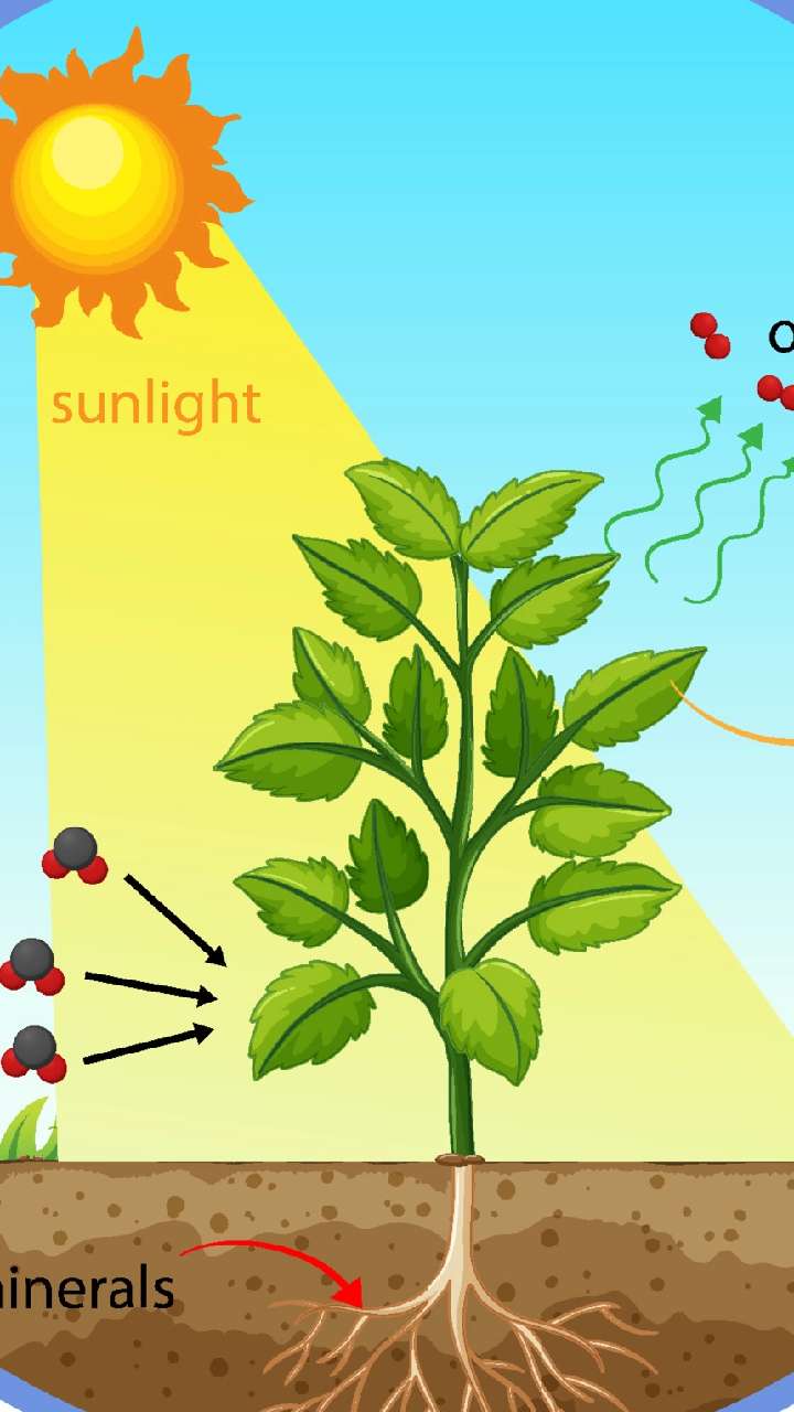 How Do Plants Produce Food Plant Factories” Offer A New Form Of Food