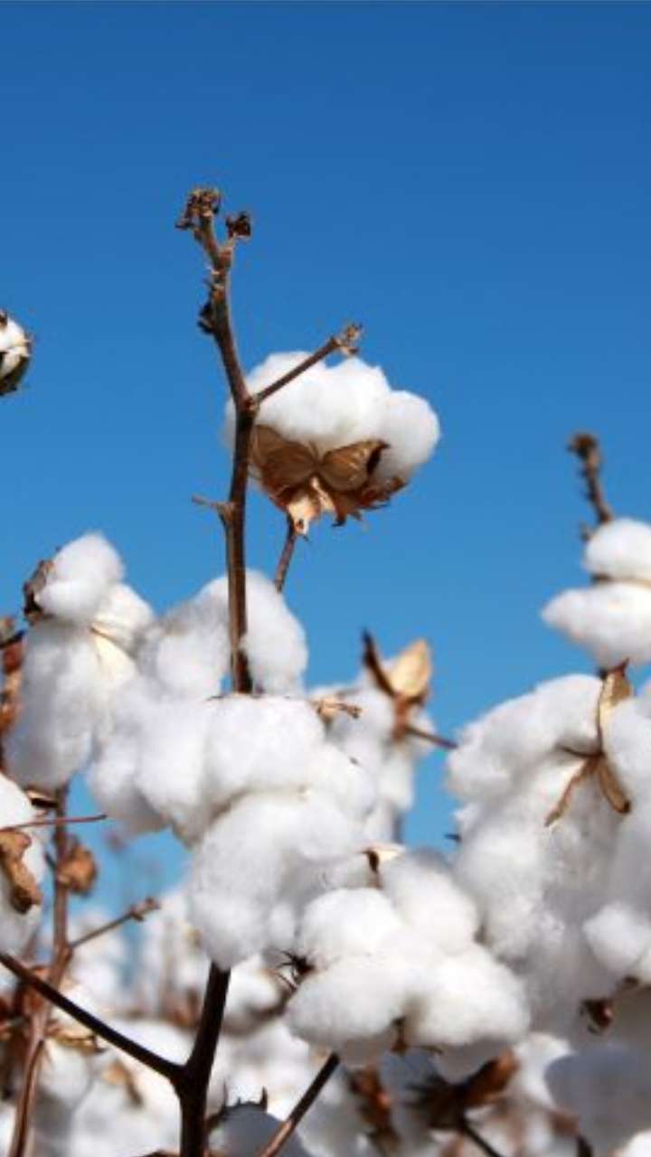 World Cotton Day 2023 Top 6 Cotton Producing Countries In The World world-cotton-day-2023-top-6-cotton-producing-countries-in-the-world