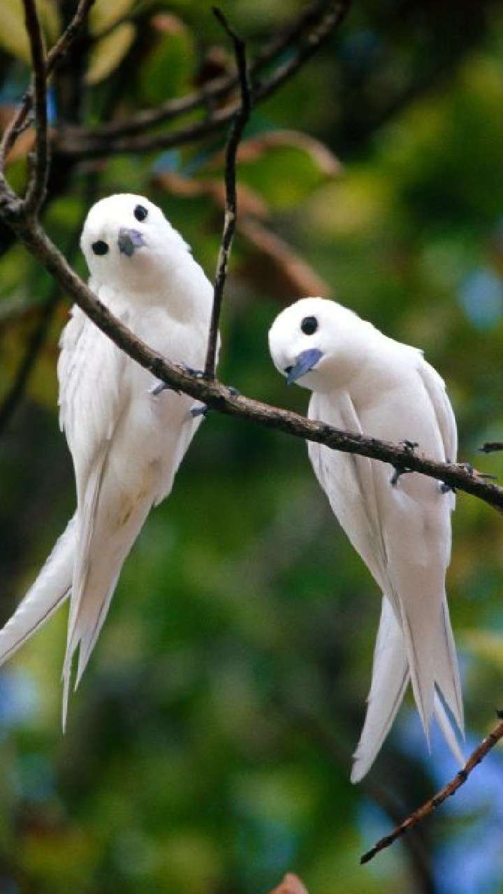 Top 7 Most Intelligent Birds On The Planet