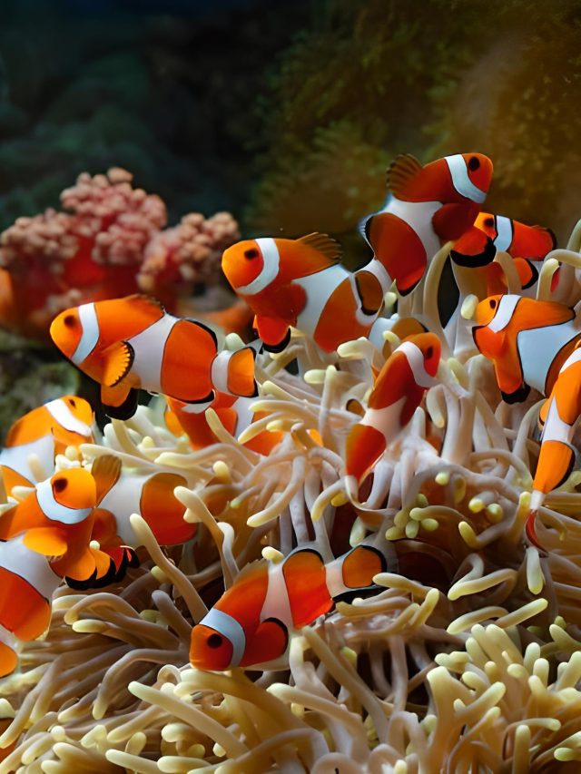 जानिए सबसे लंबी उम्र तक जीनेवाला जानवर कौन?